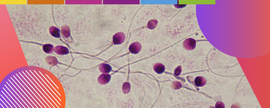 Seminograma: ¿cuáles son los valores adecuados?