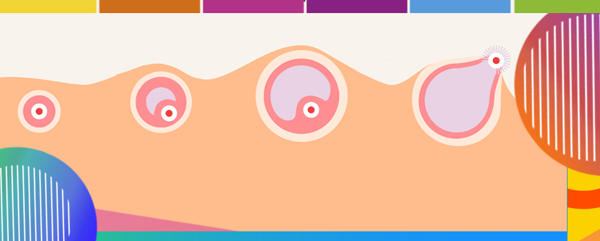 La ovulación: cuando el ovario libera un óvulo maduro - Accuna